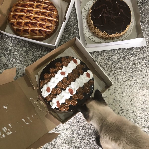 Miss Alli на Флампе